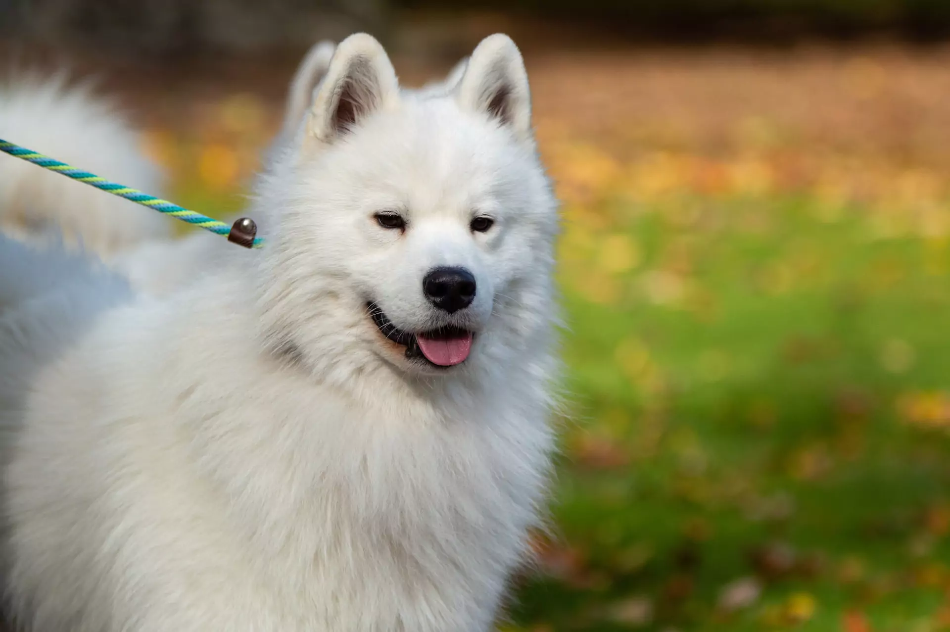 Dog Bite: Key Facts | Taylorsville Veterinary Clinic