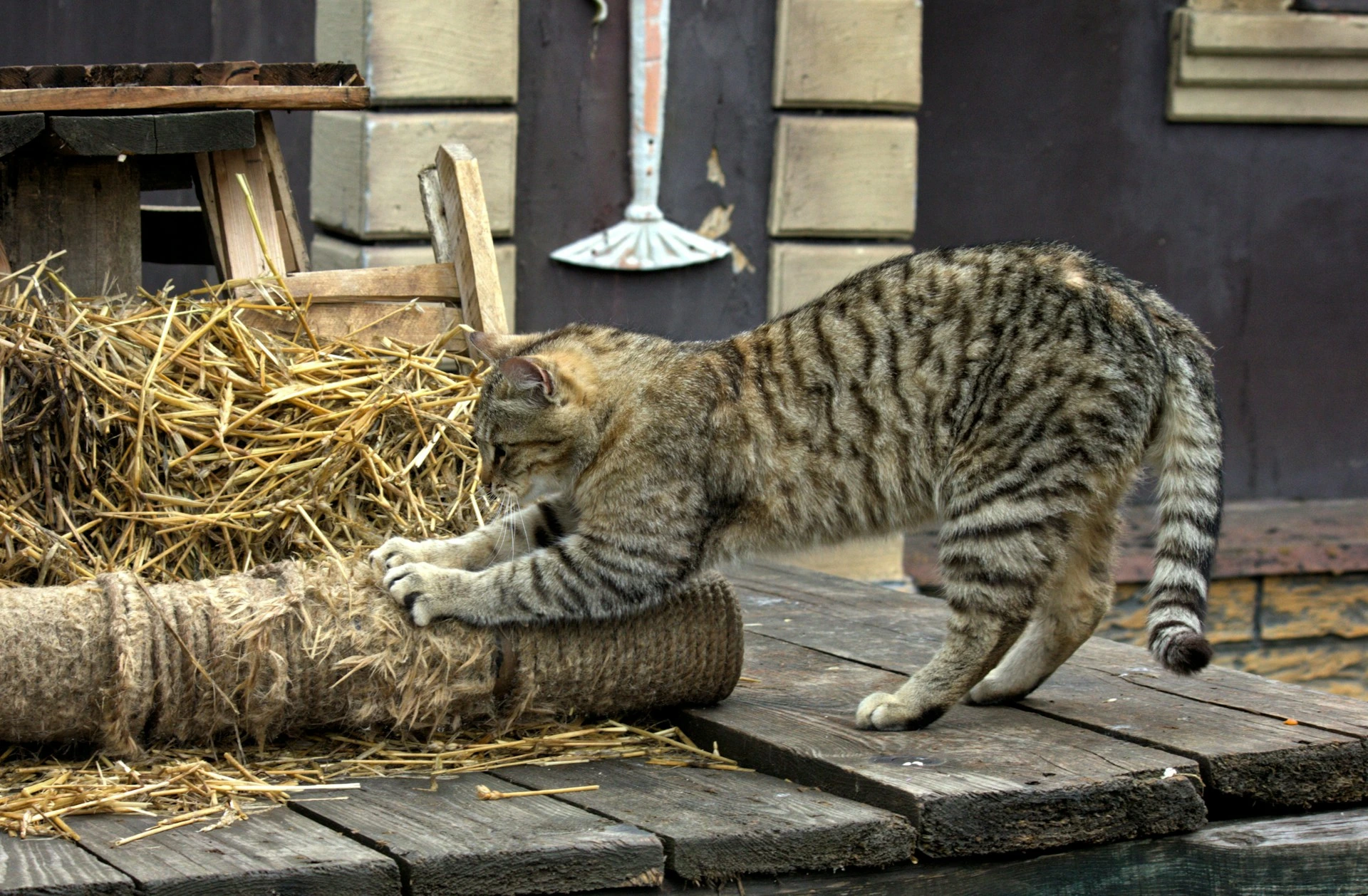 Barn Cat Care | Taylorsville Veterinary Clinic