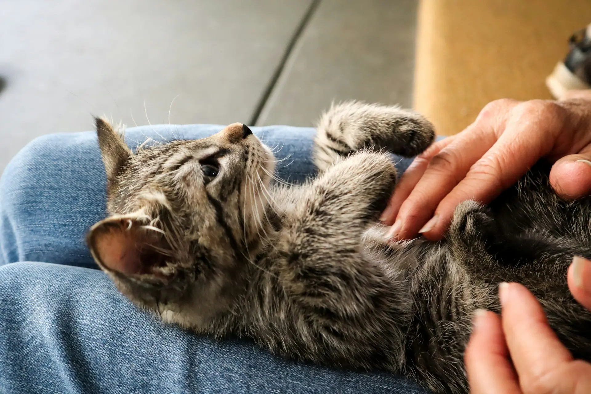 Jealous Pets | Taylorsville Veterinary Clinic