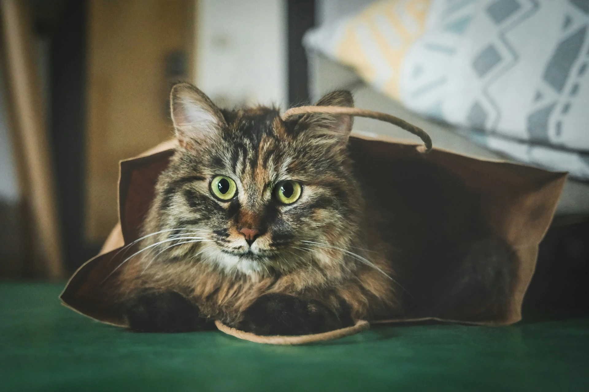 Cat Play Behavior | Taylorsville Veterinary Clinic